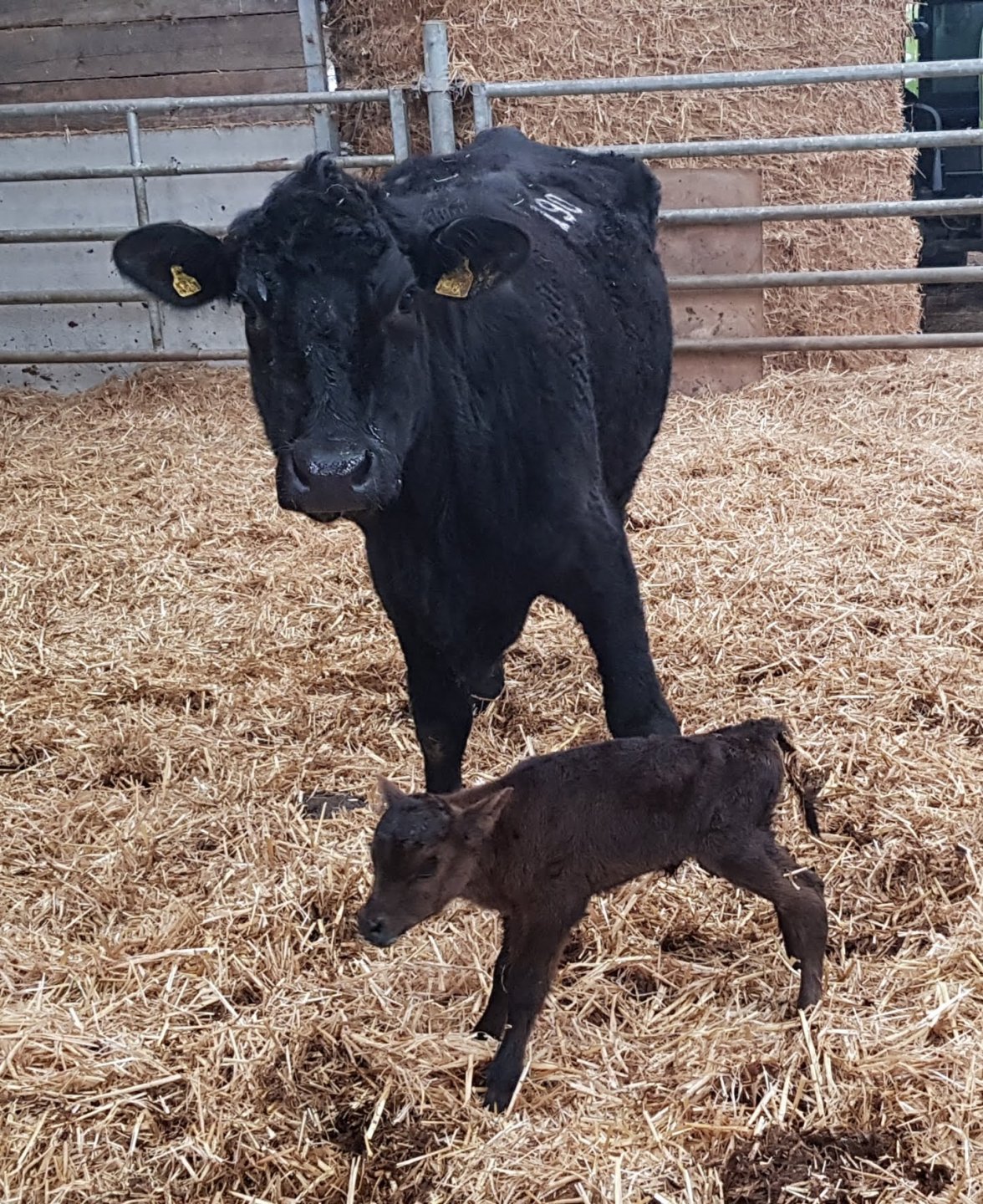Odd Calf | The Farming Forum