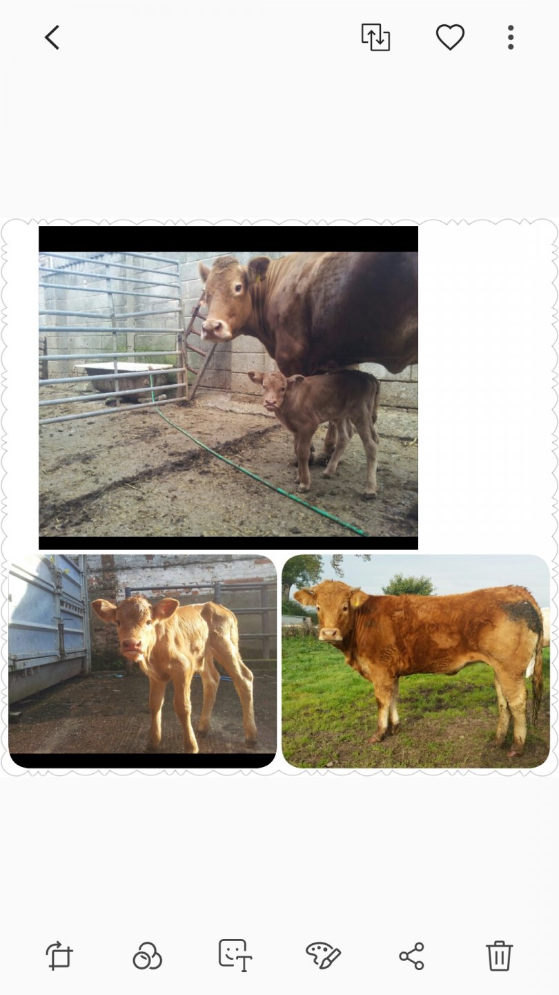 Odd Calf | Page 2 | The Farming Forum