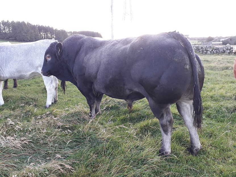 Bazadaise vs blonde bulls | Page 3 | The Farming Forum