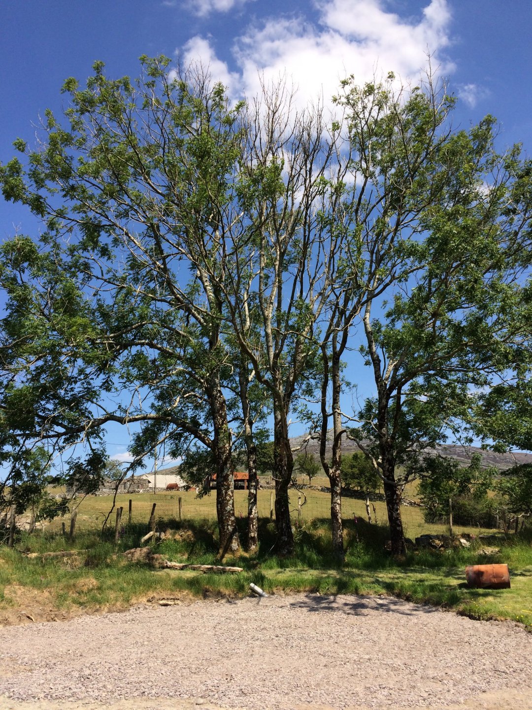 Ash Tree Die Back . | Page 3 | The Farming Forum