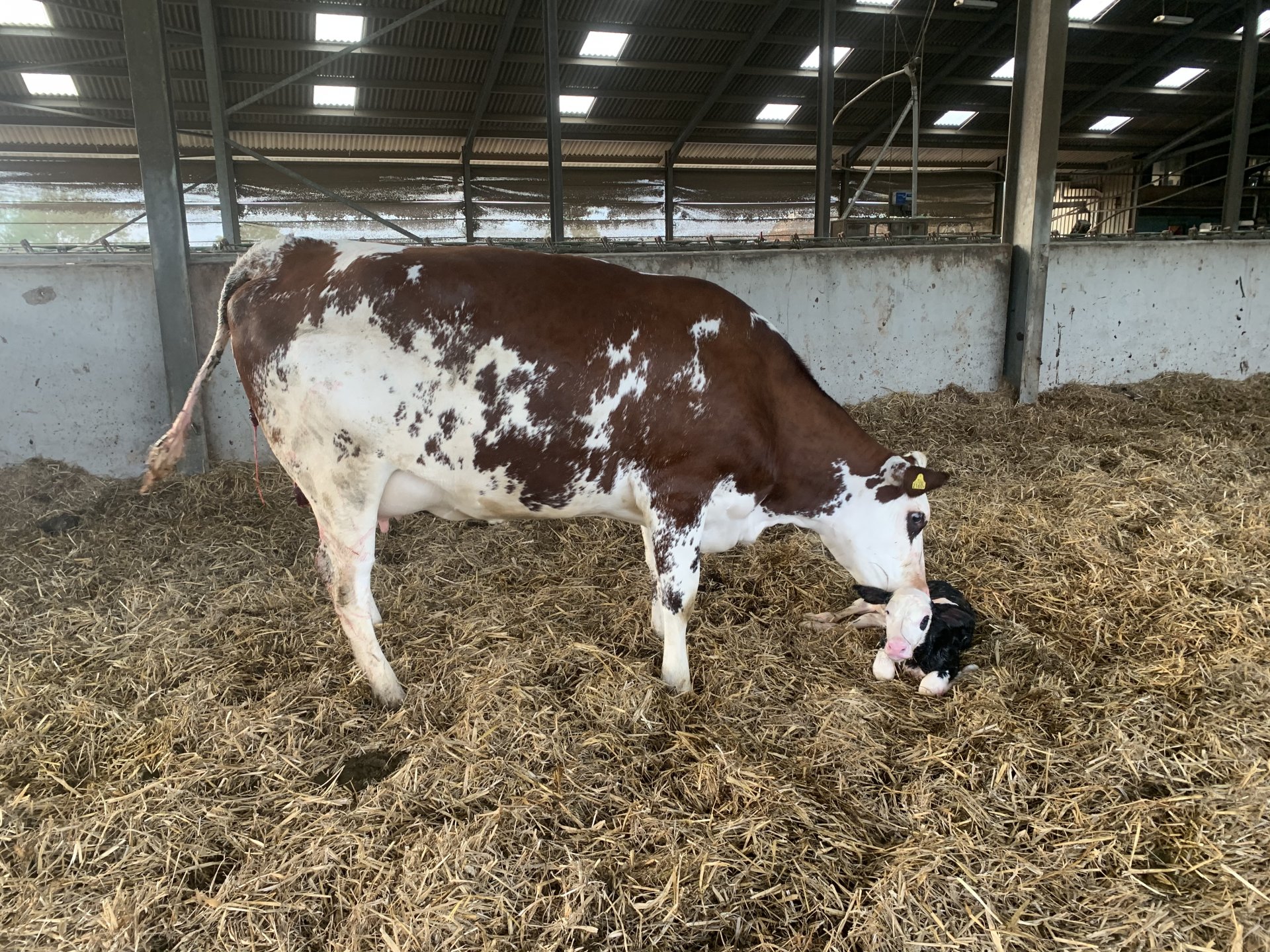 All things Dairy | Page 1623 | The Farming Forum