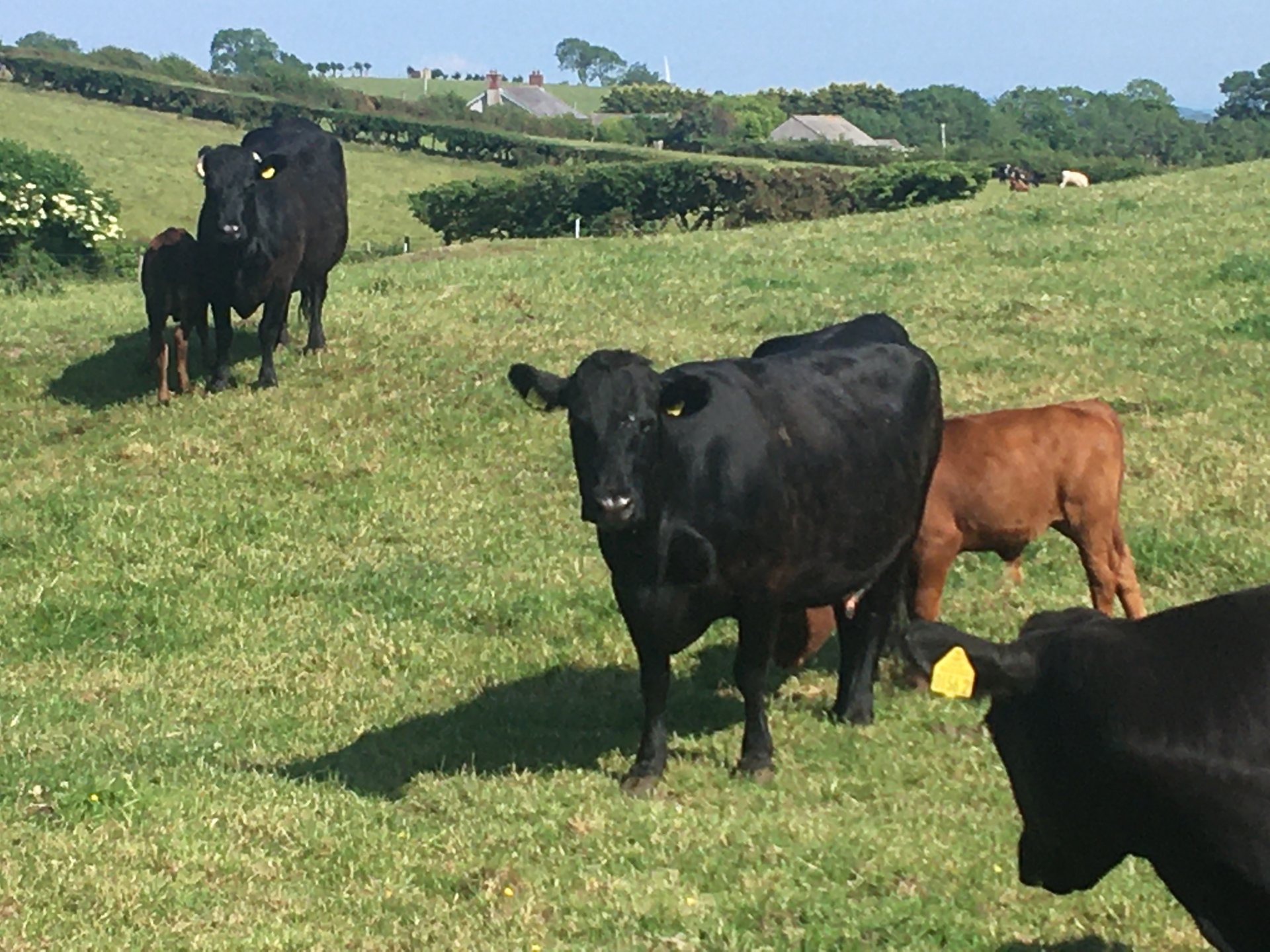 "Improving Our Lot" - Planned Holistic Grazing, for starters.. | Page 684 | The Farming Forum