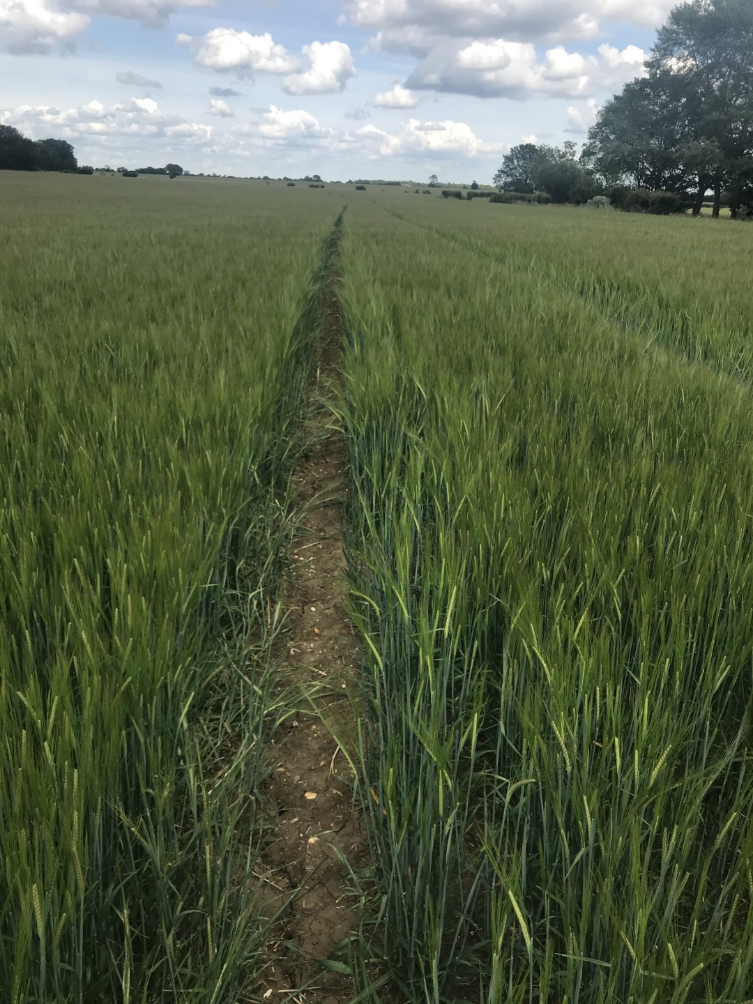 Spring barley yield poll | Page 2 | The Farming Forum