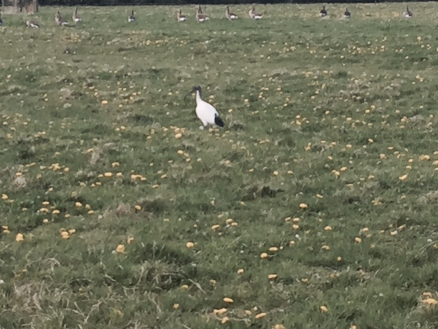 THINGS FOUND IN FIELDS | Page 5 | The Farming Forum