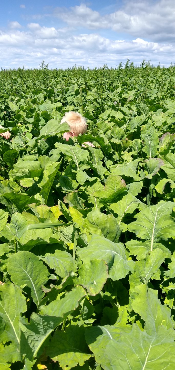 Summer forage crops | Page 4 | The Farming Forum