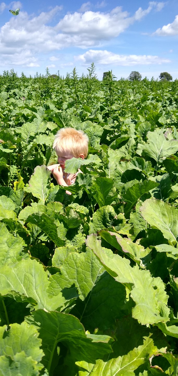 Summer forage crops | Page 4 | The Farming Forum