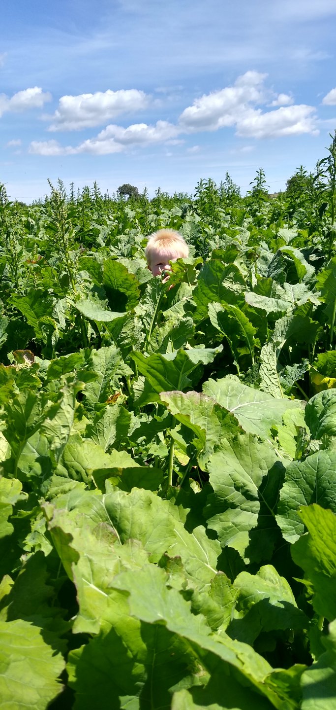 Summer forage crops | Page 4 | The Farming Forum