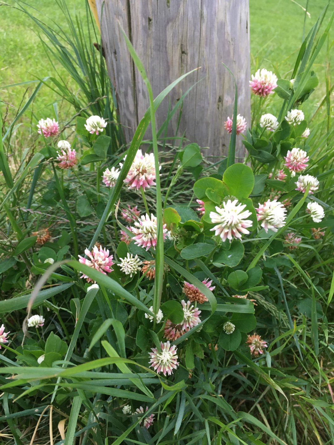 Subterranean Clover. | Page 4 | The Farming Forum