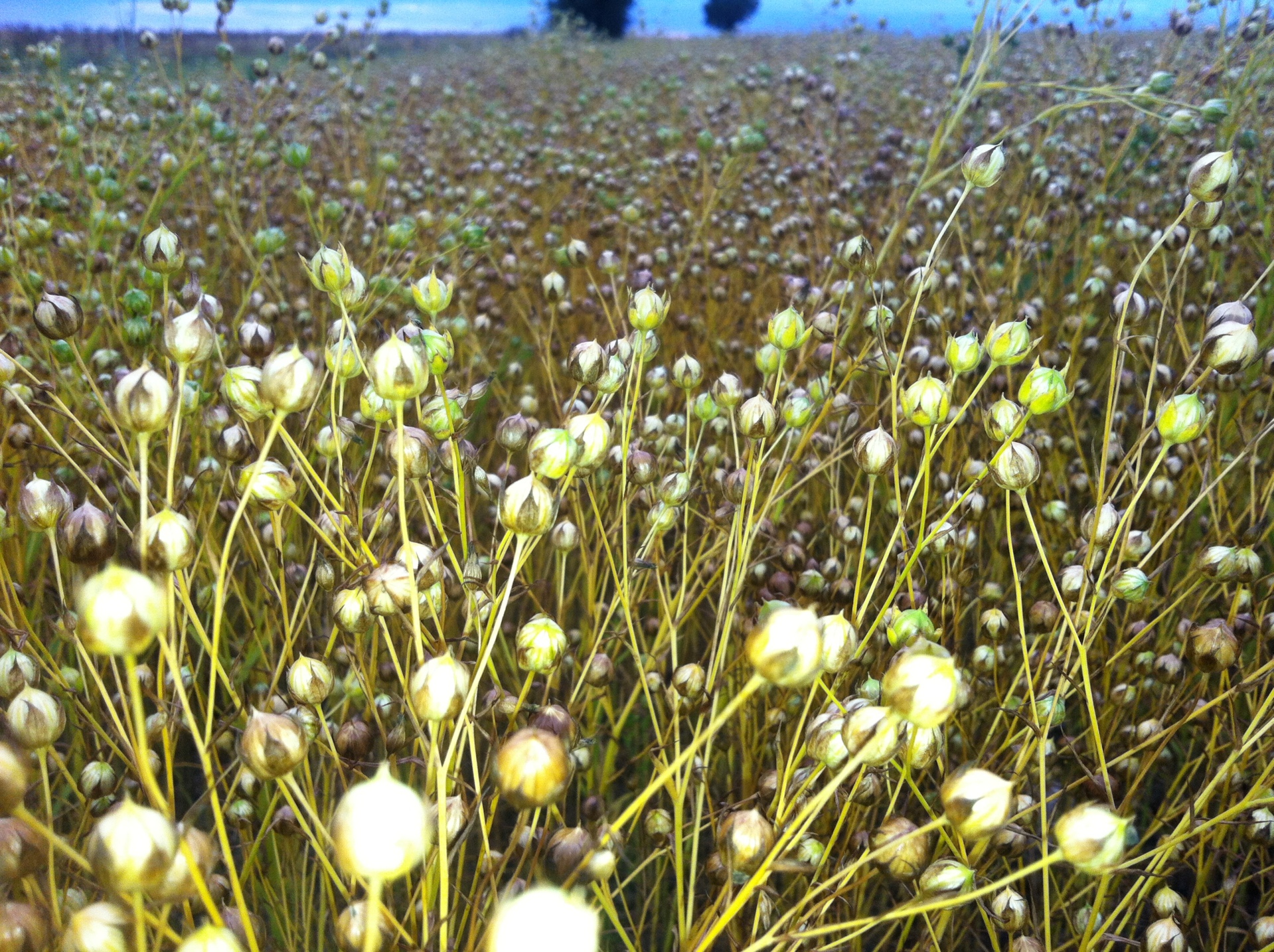 Spring Linseed | Page 3 | The Farming Forum