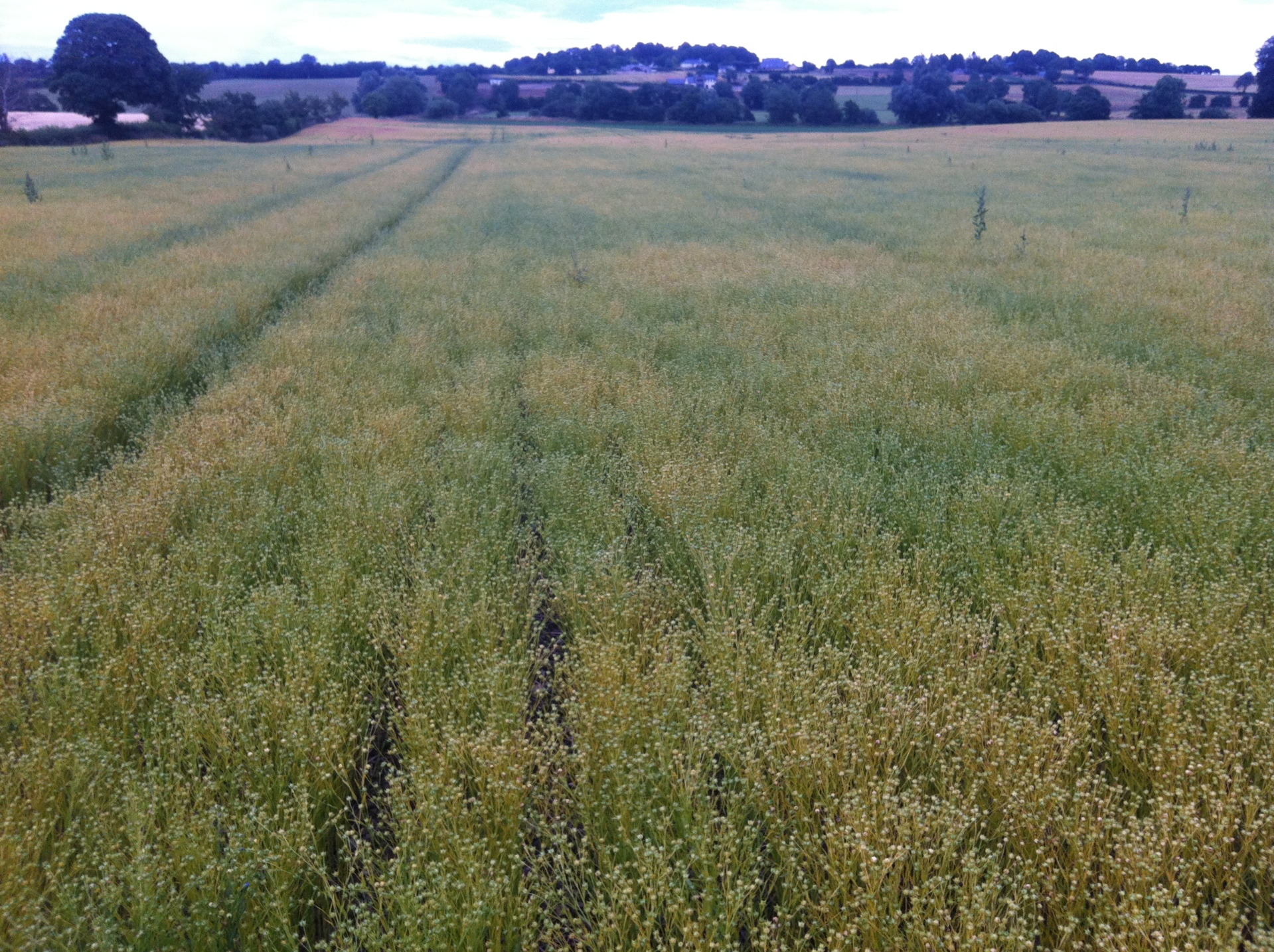 Spring Linseed | Page 3 | The Farming Forum