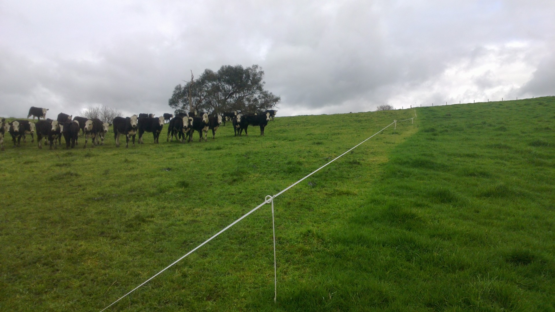 Innovative paddock grazing | Page 2 | The Farming Forum