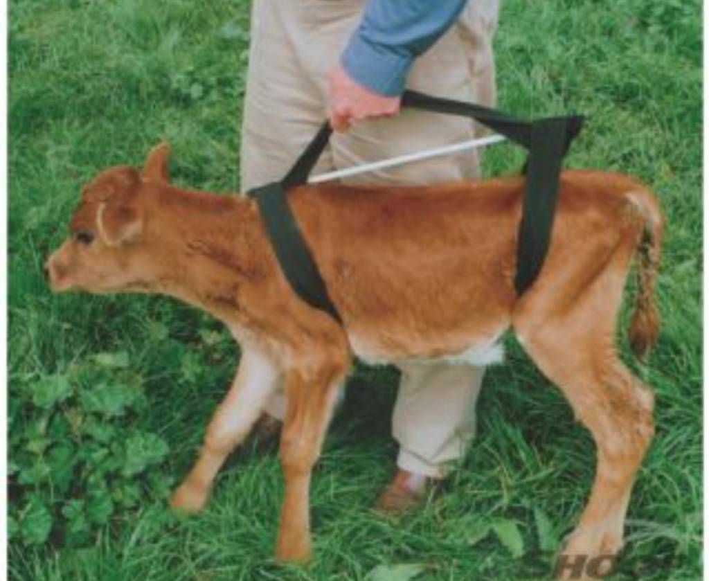 Calf weighing | The Farming Forum