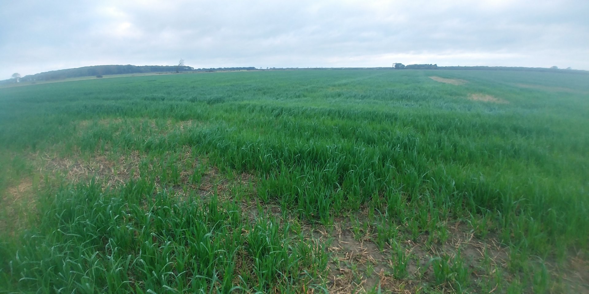 Spring oats | Page 2 | The Farming Forum