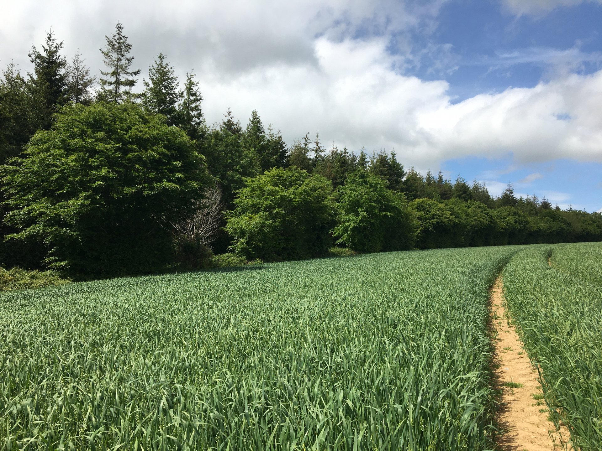 Spring oats | Page 4 | The Farming Forum