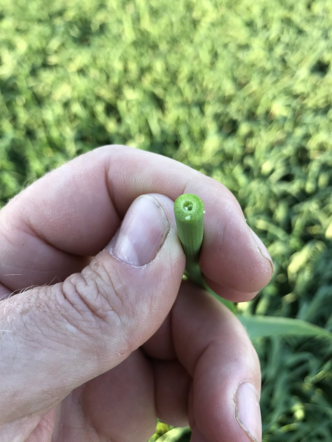 Spring oats | Page 4 | The Farming Forum
