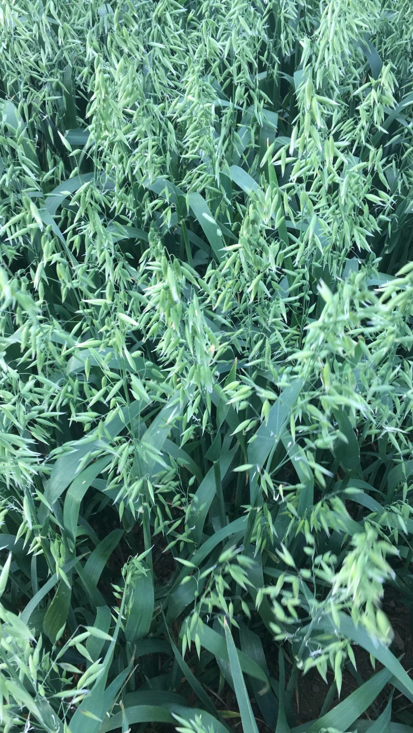 Spring oats | Page 4 | The Farming Forum