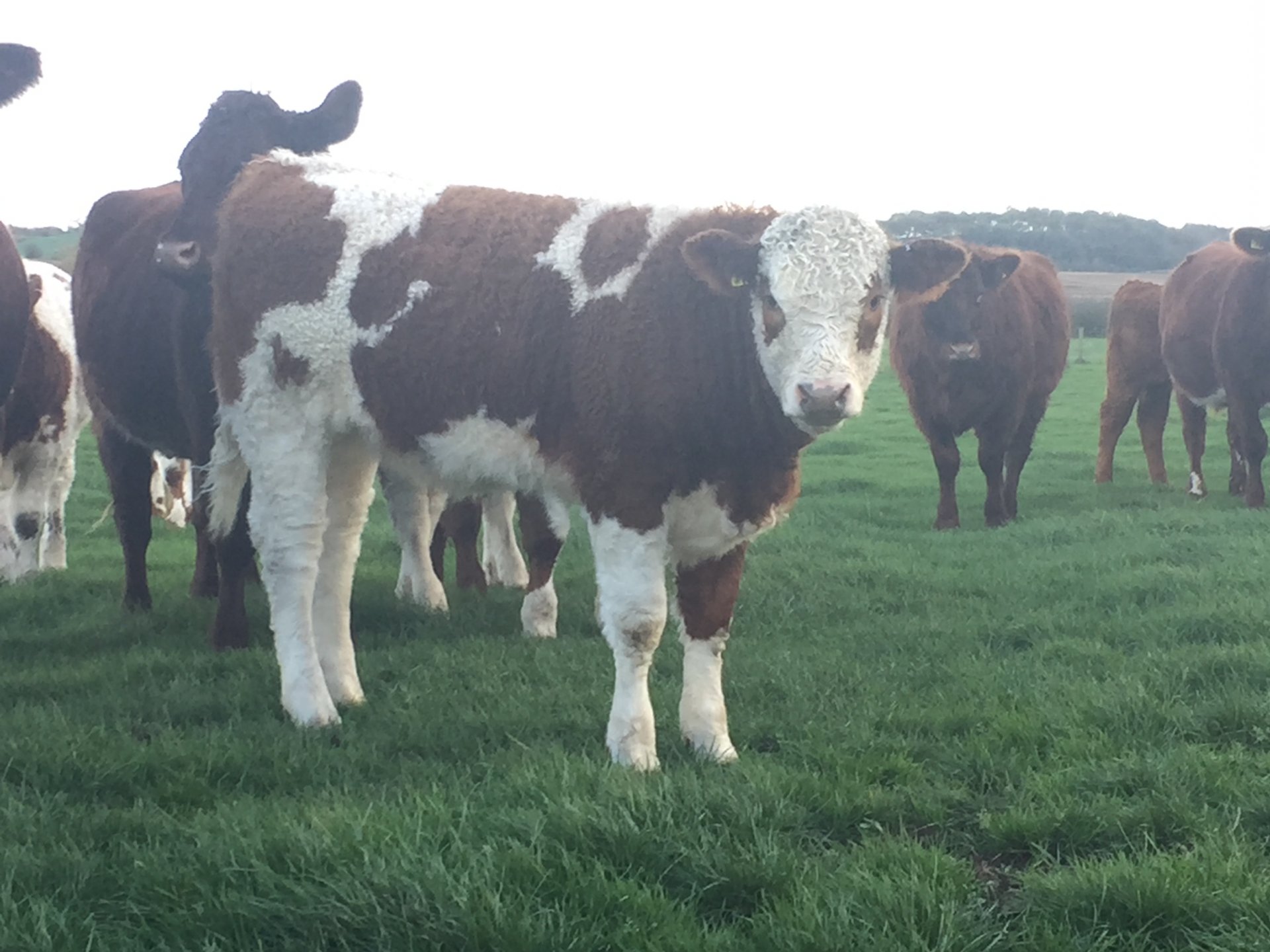 Native breeds photographs | Page 89 | The Farming Forum