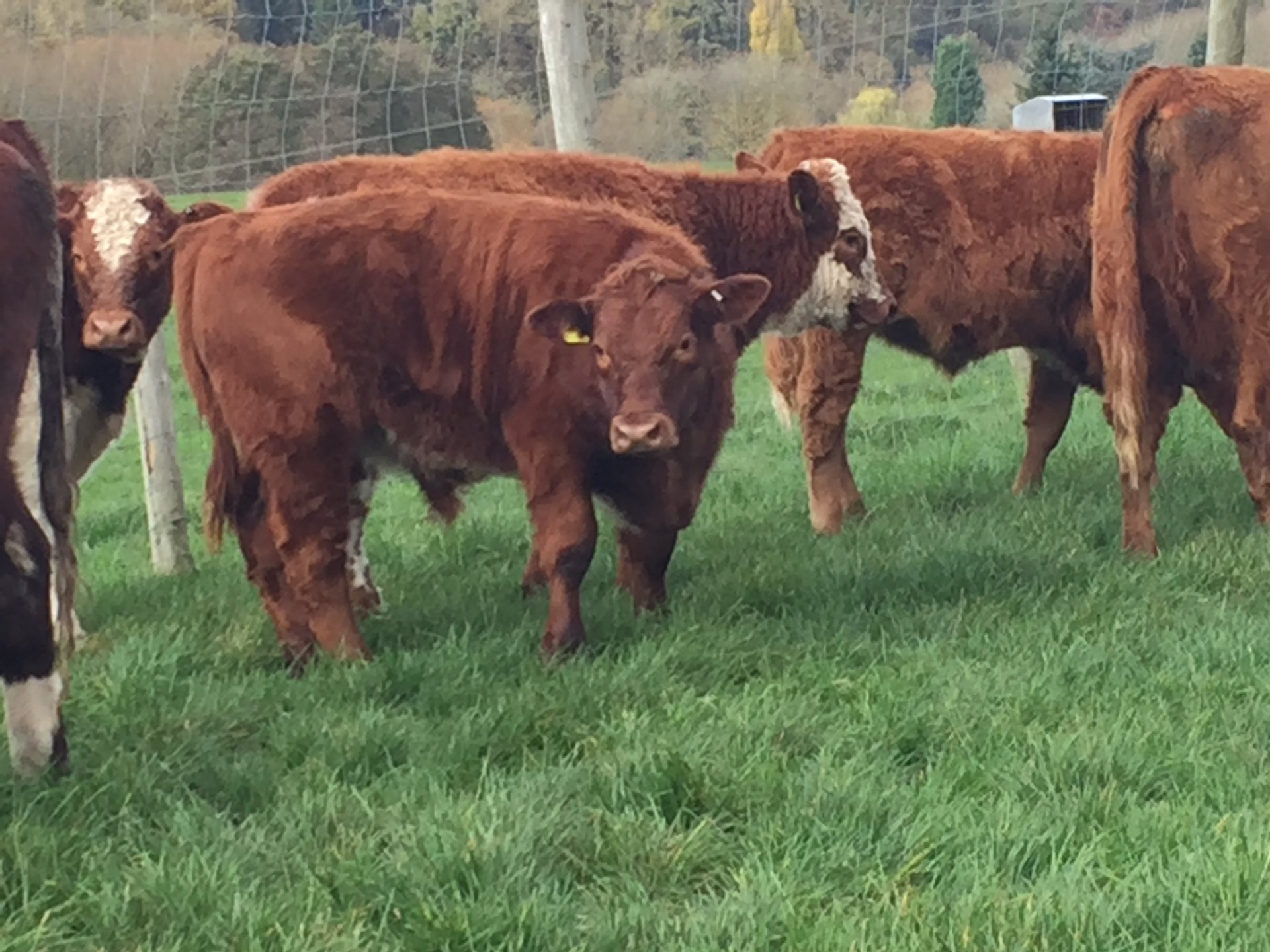 Native breeds photographs | Page 89 | The Farming Forum