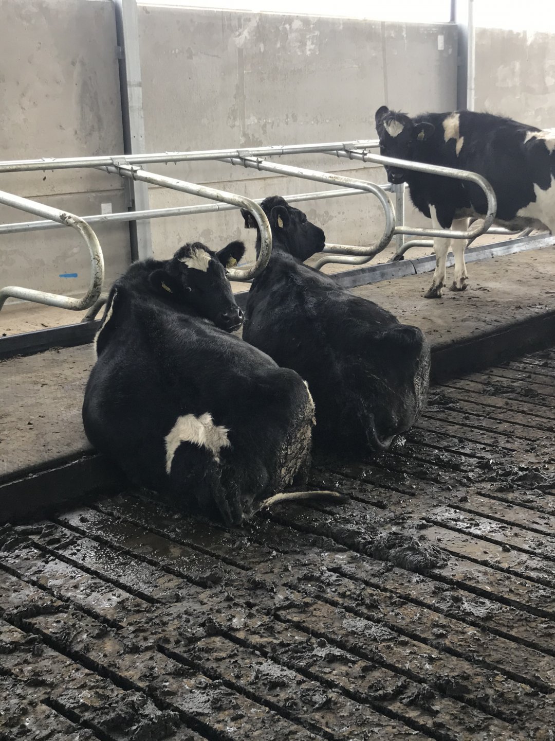 All things Dairy | Page 1774 | The Farming Forum