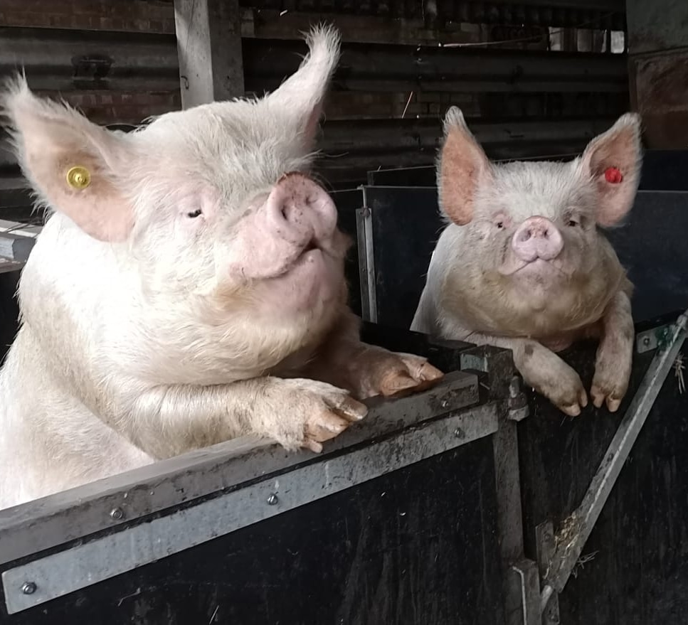 Native breeds photographs | Page 89 | The Farming Forum