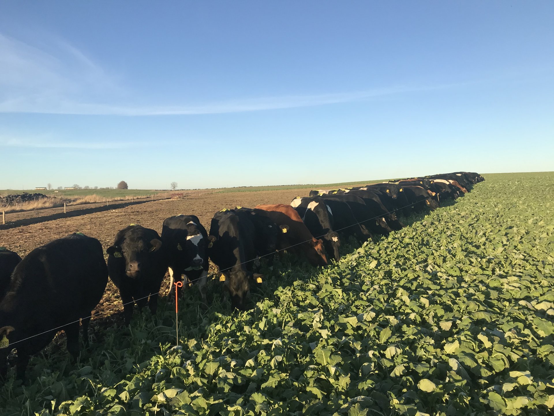 All things Dairy | Page 1803 | The Farming Forum