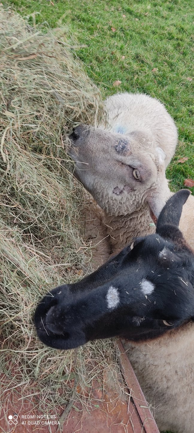 Ring worm | Page 2 | The Farming Forum