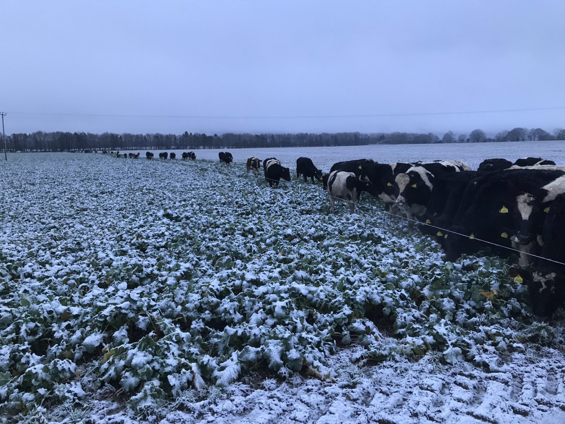 All things Dairy | Page 1828 | The Farming Forum