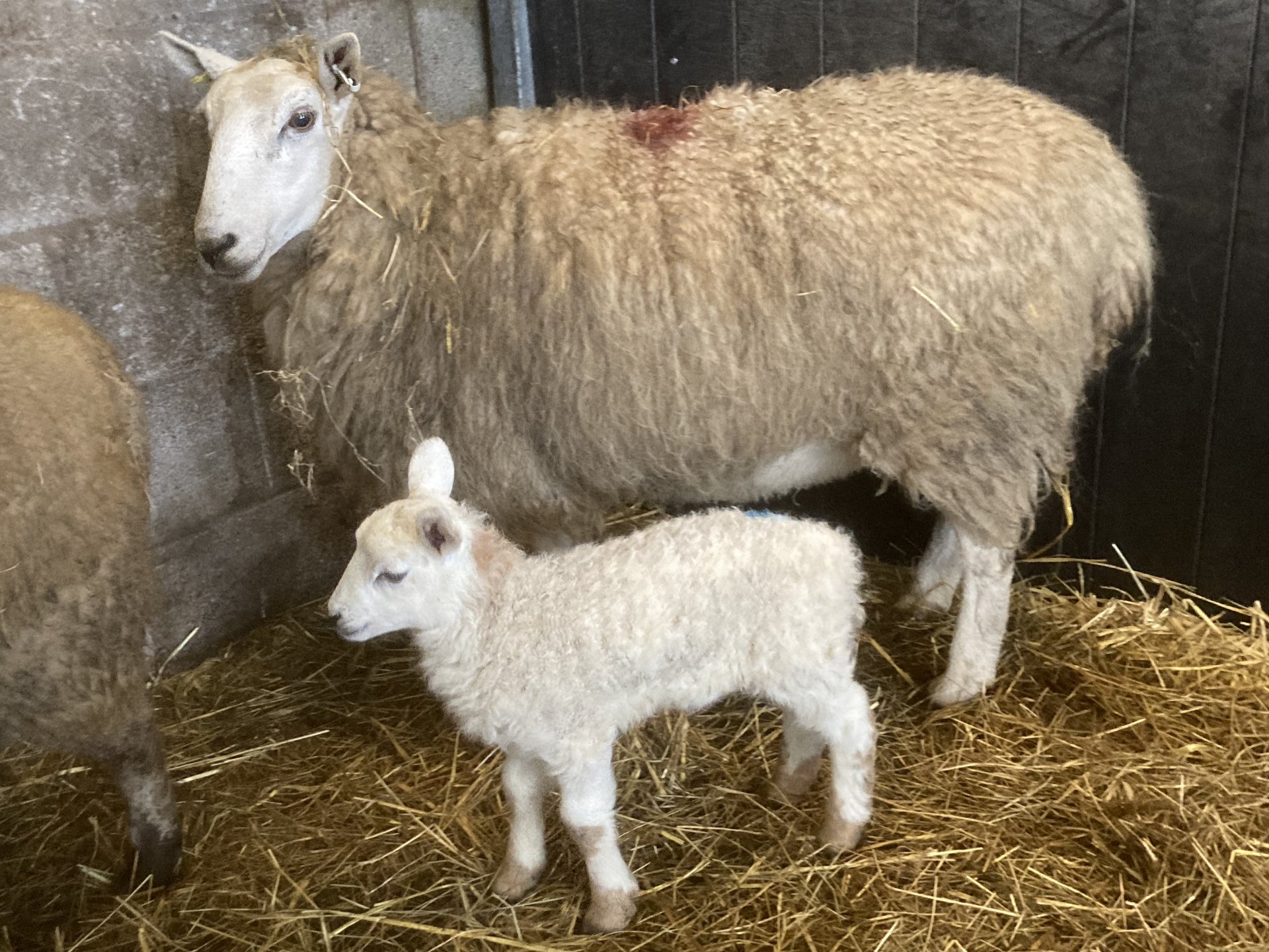 Beef / Lamb & Pig Price Tracker | Page 3010 | The Farming Forum