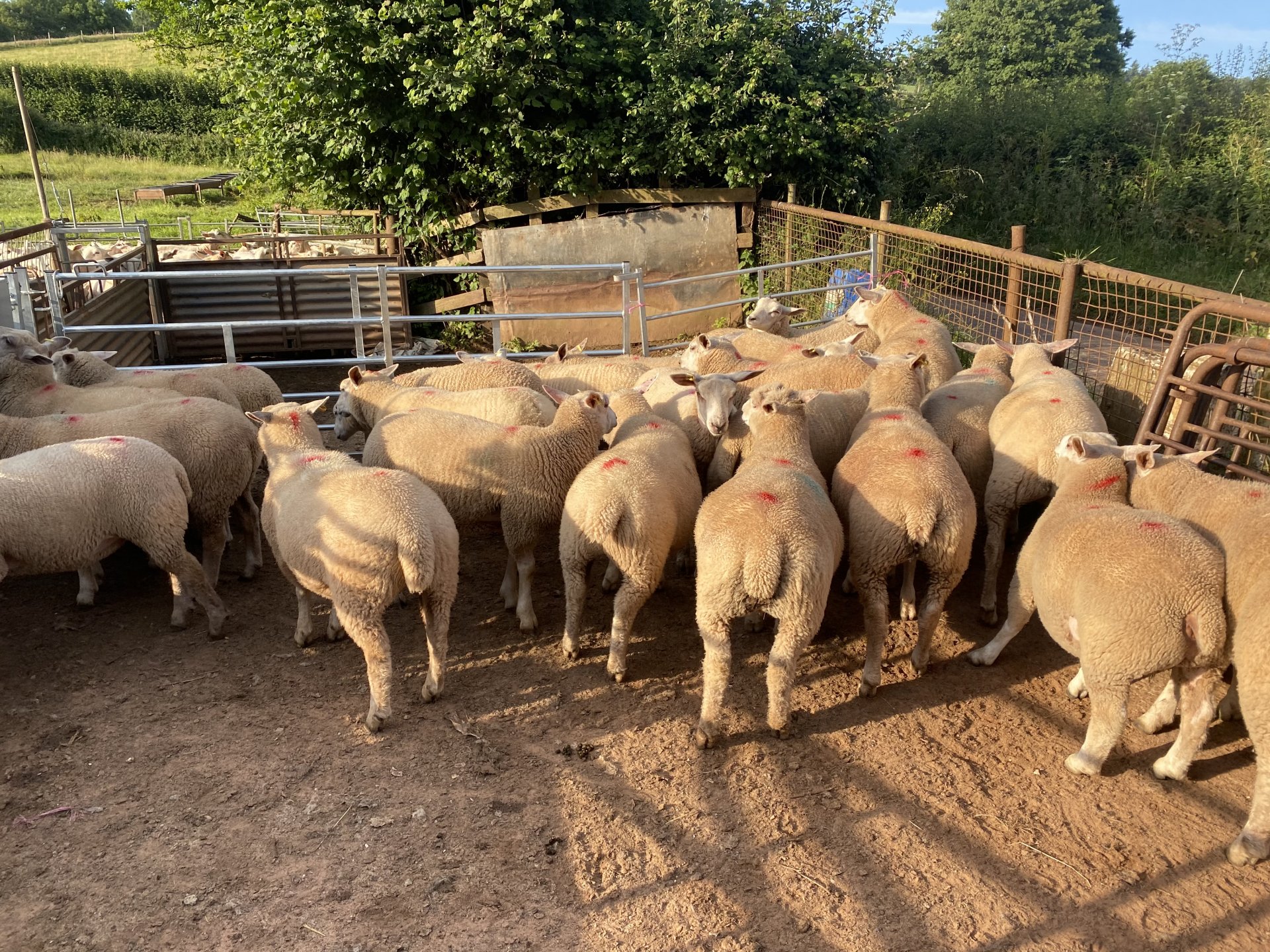 Sheep breed change for outdoor lambing | Page 2 | The Farming Forum