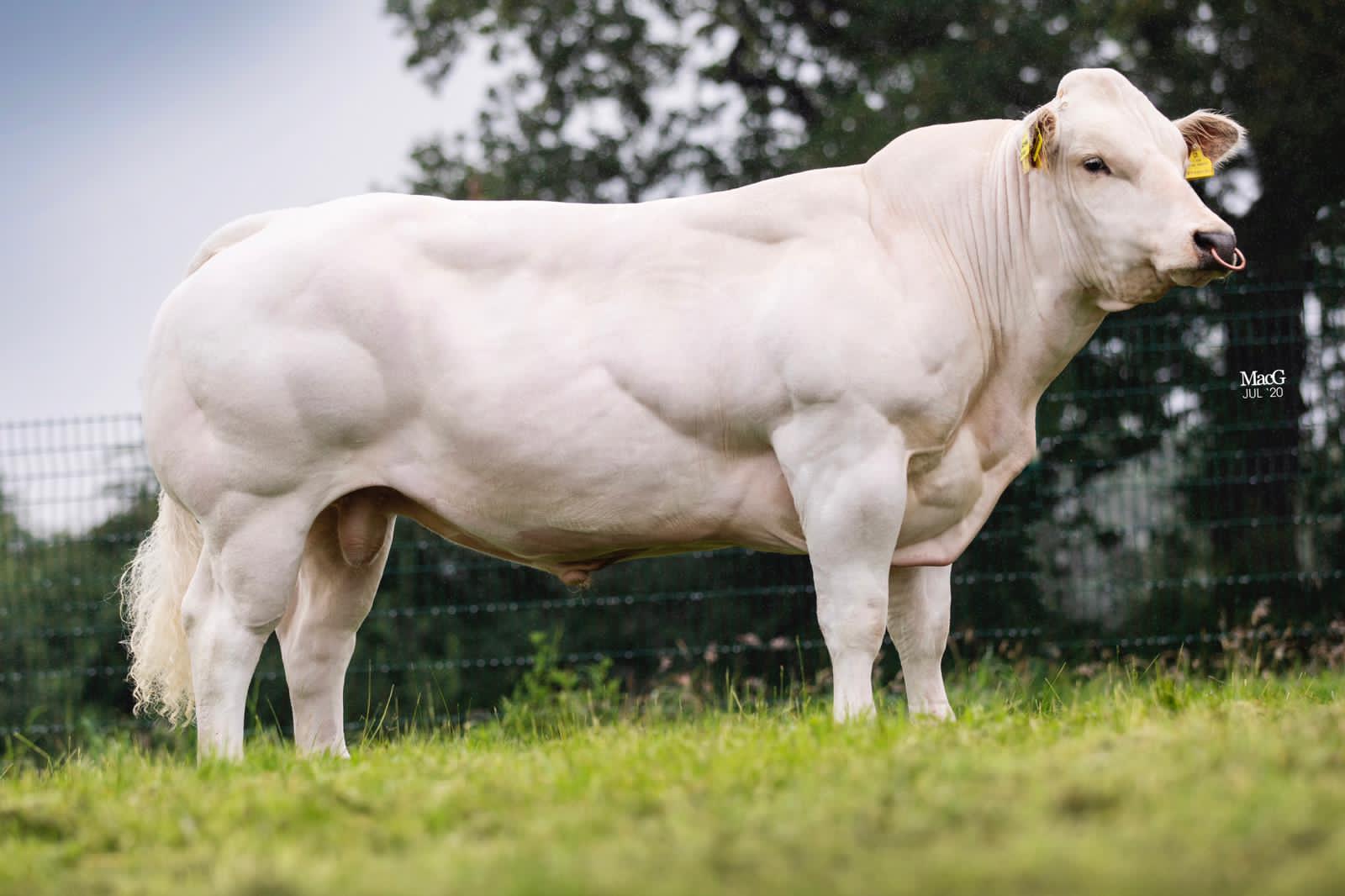 Blues on jersey crosses | Page 14 | The Farming Forum