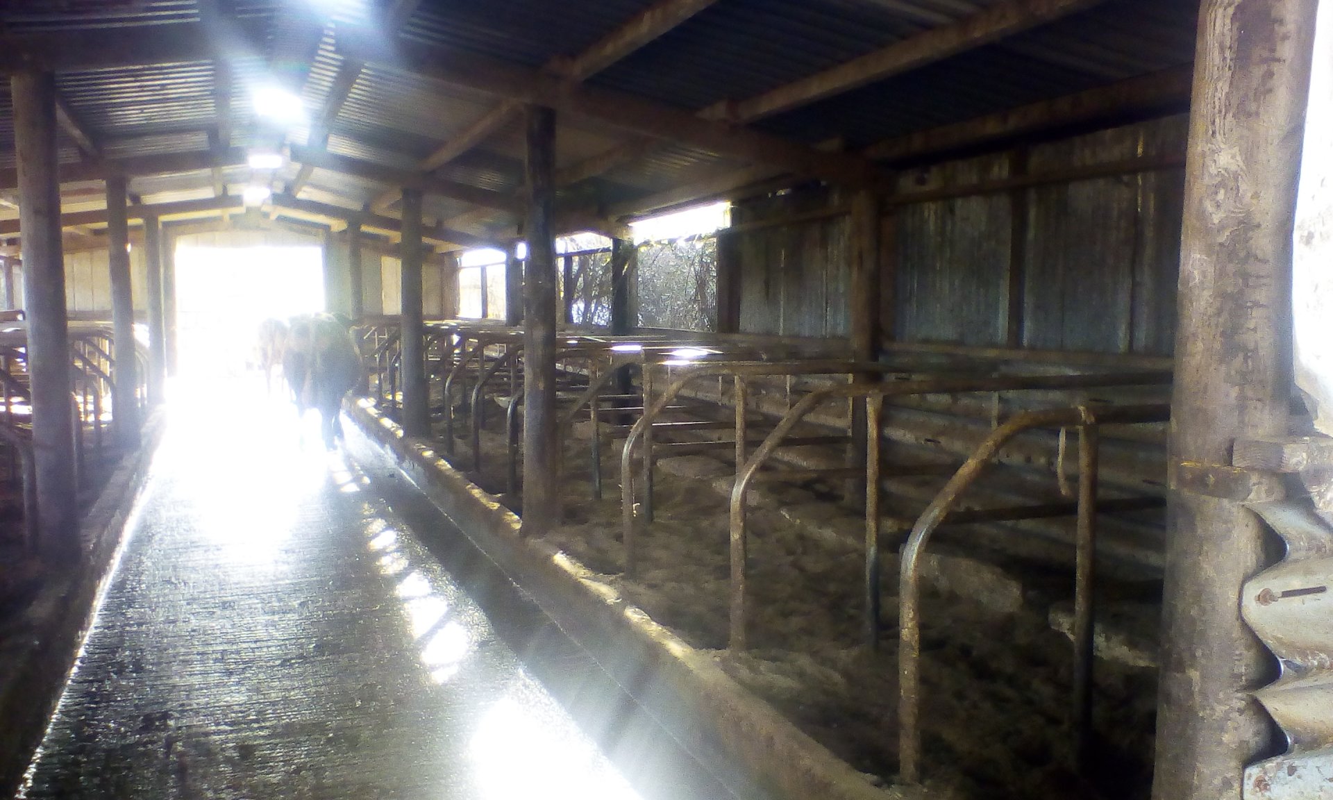 Old milking parlours for small herds | Page 5 | The Farming Forum