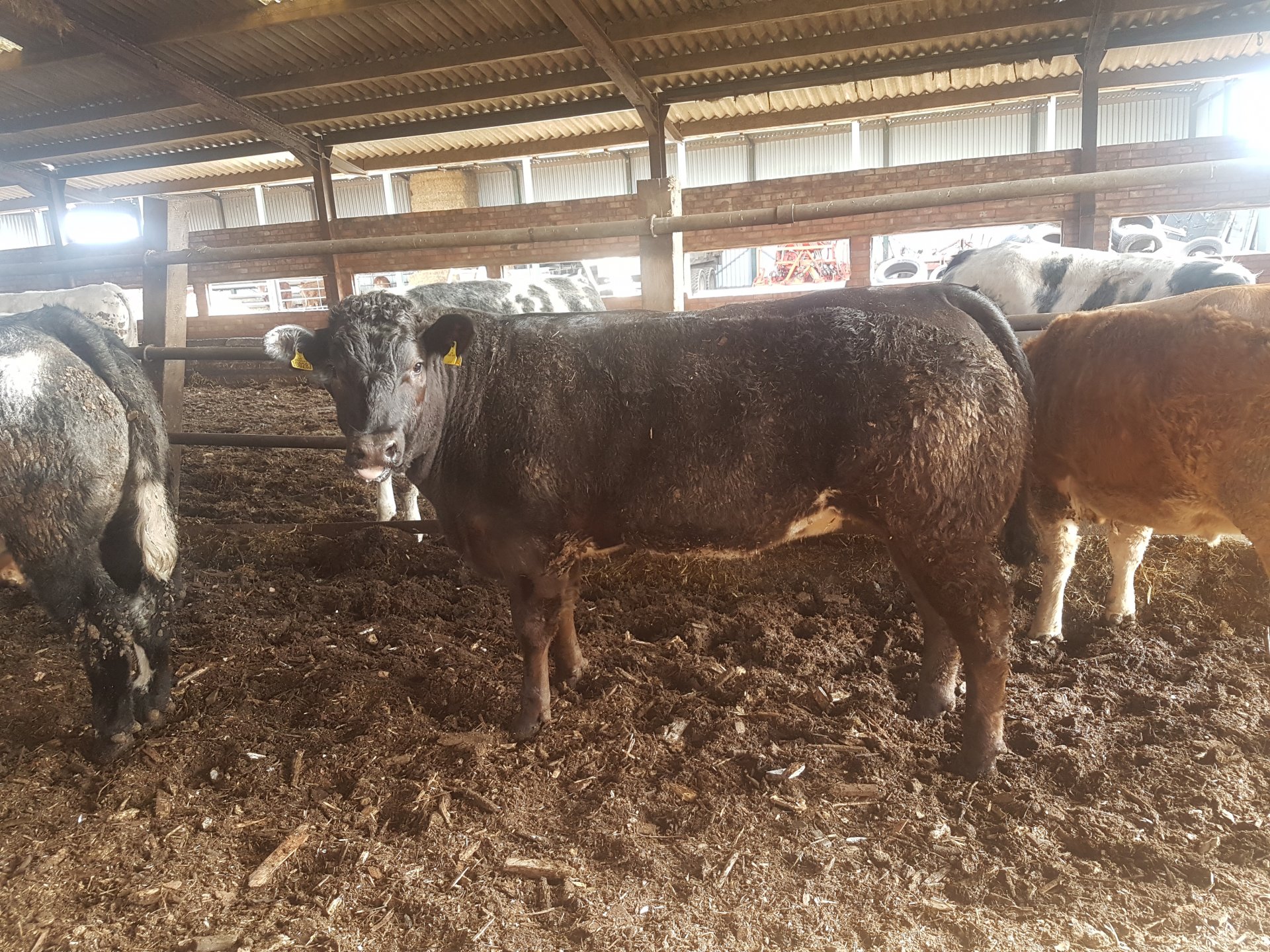 Beef / Lamb & Pig Price Tracker | Page 3166 | The Farming Forum