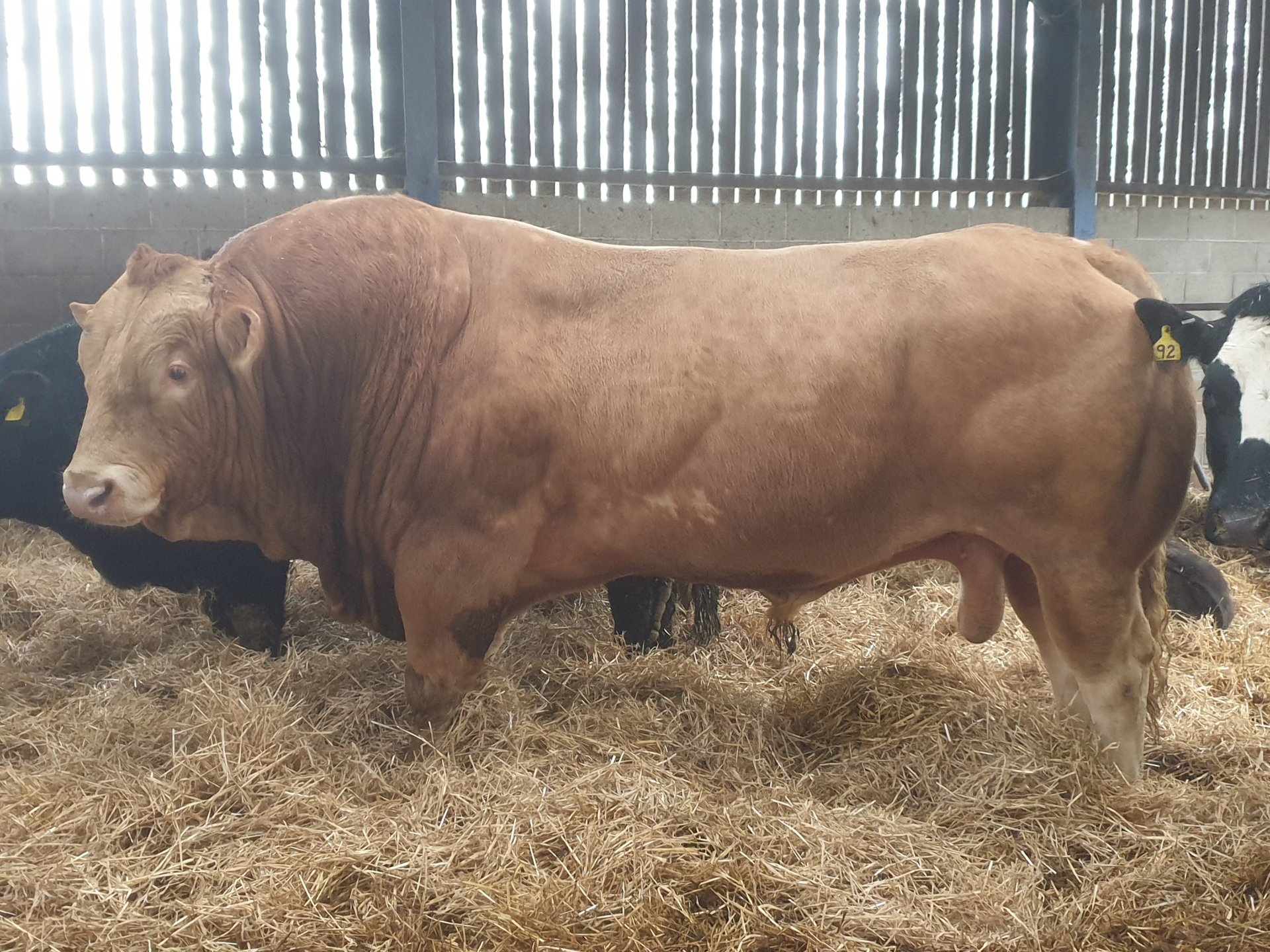 Fattening bulls | Page 3 | The Farming Forum