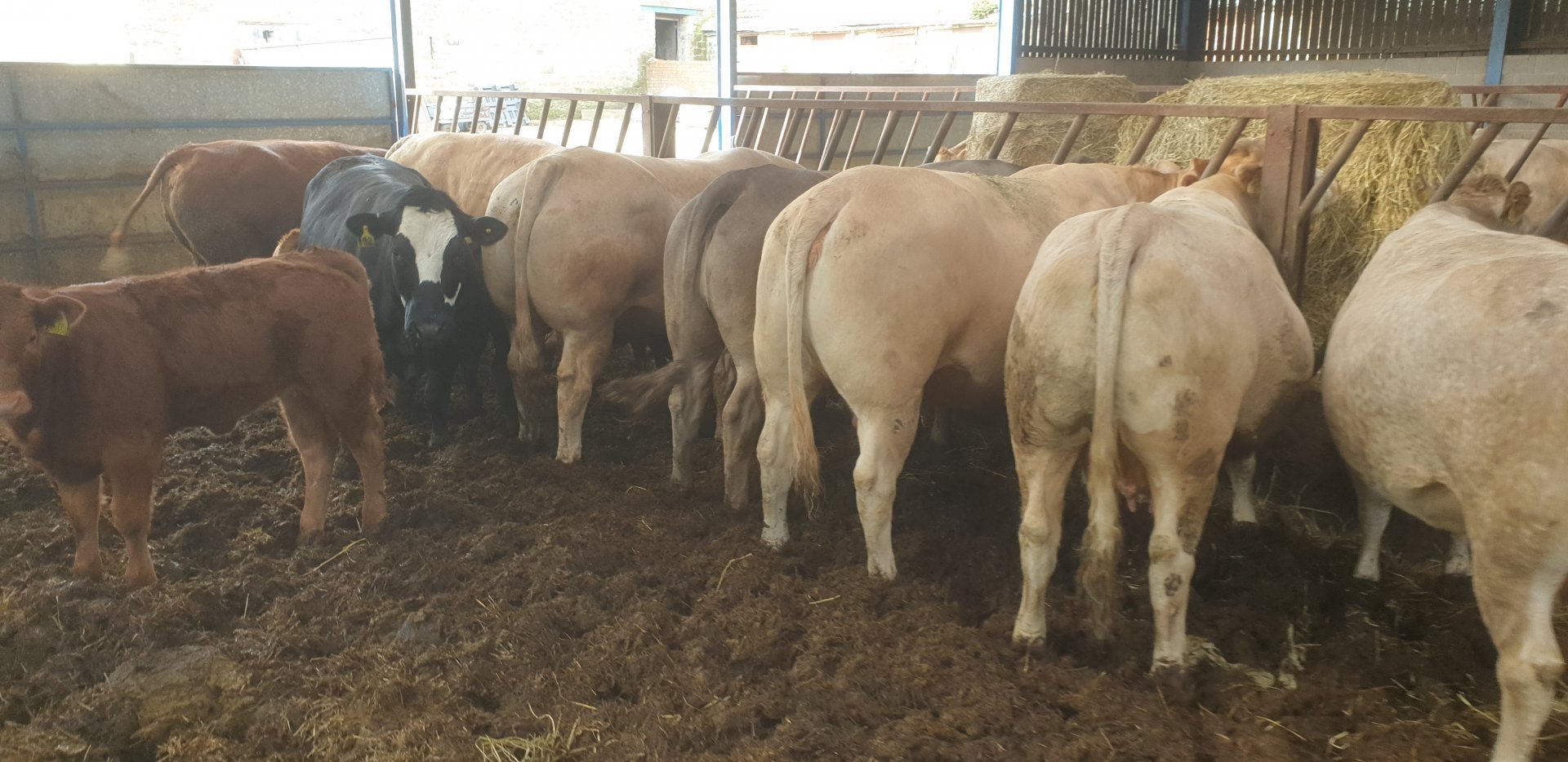 Fattening bulls | Page 3 | The Farming Forum