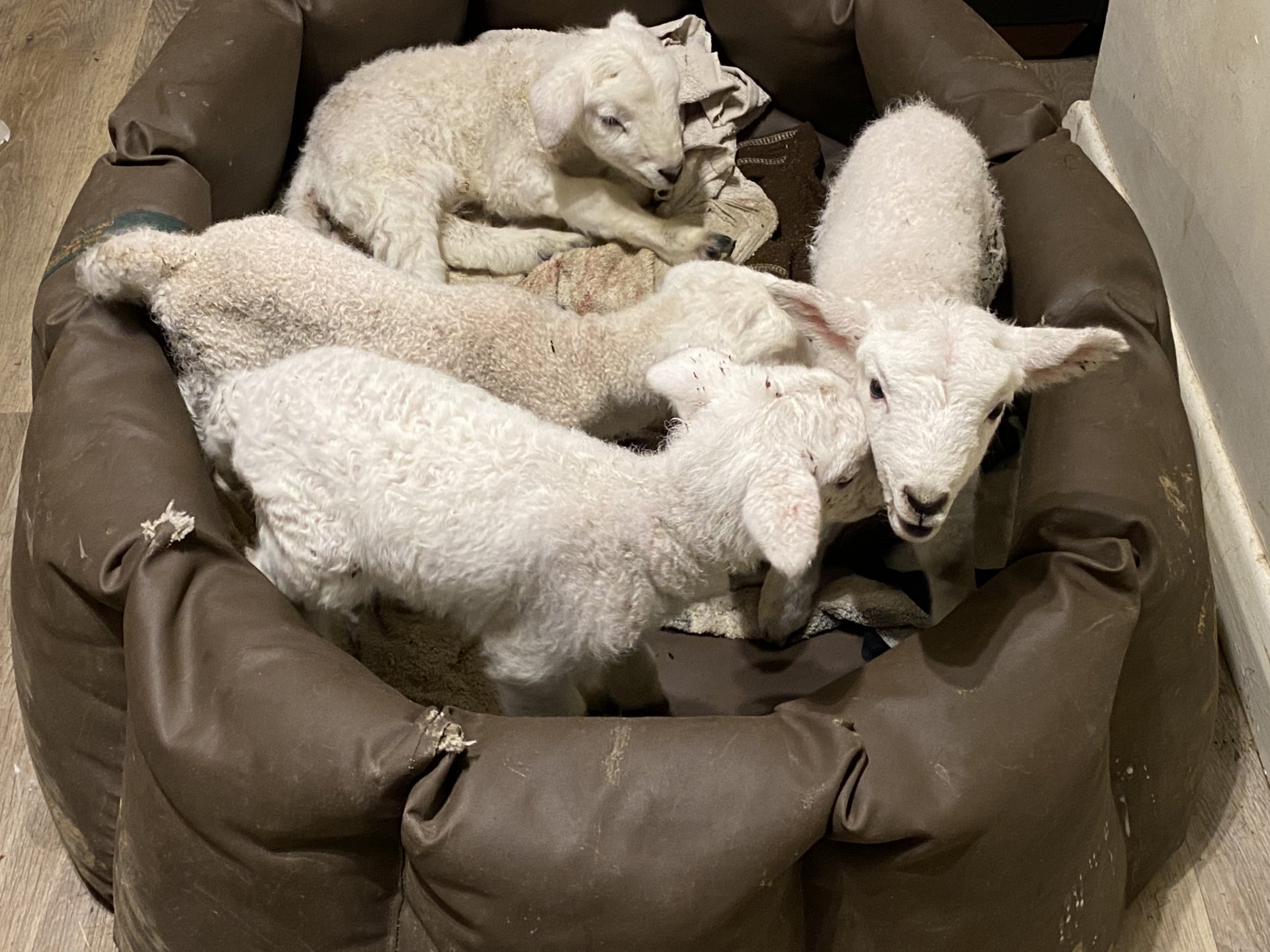 What should I vaccinate sheep for. | Page 4 | The Farming Forum