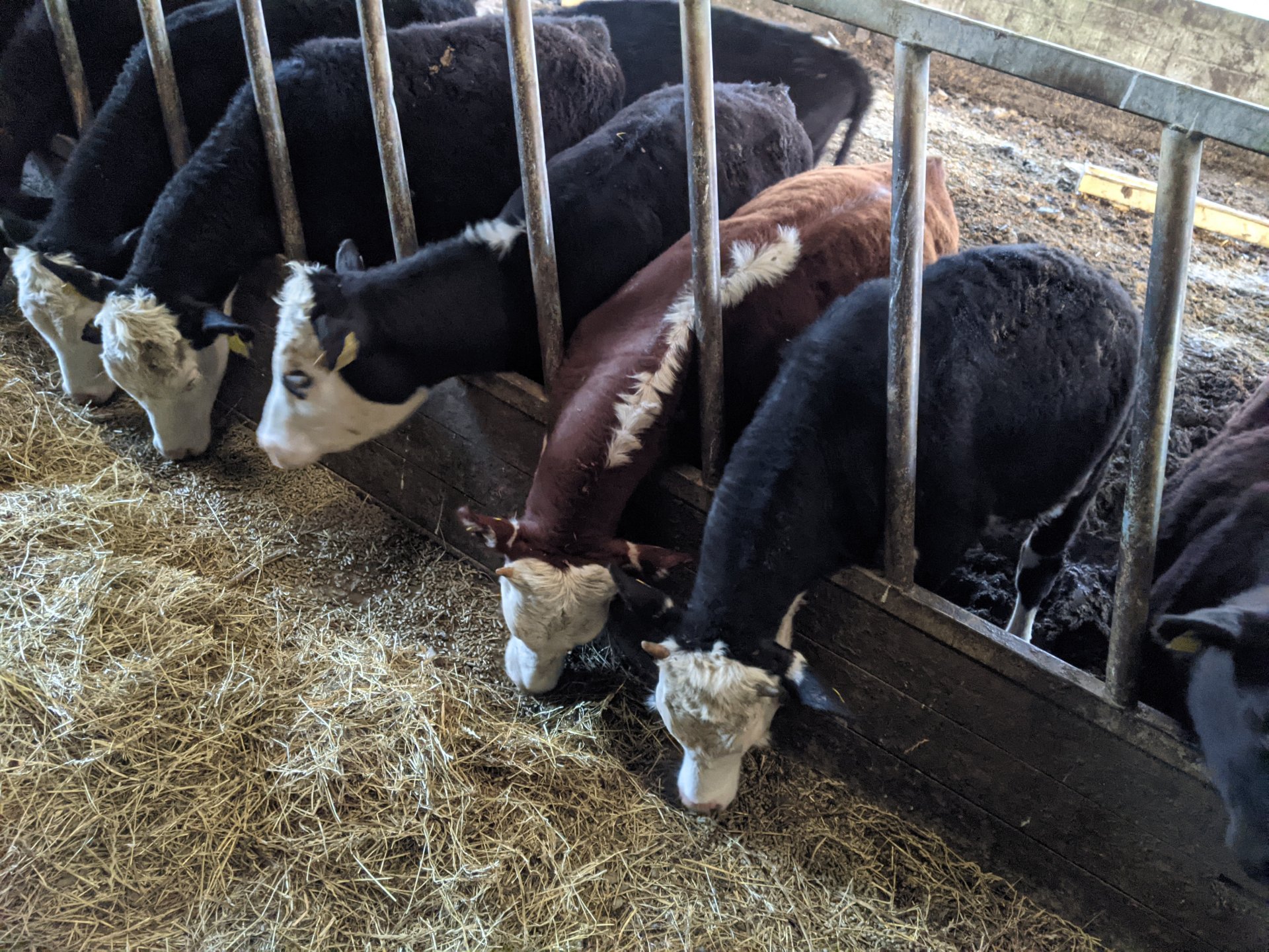 Beef / Lamb & Pig Price Tracker | Page 3252 | The Farming Forum