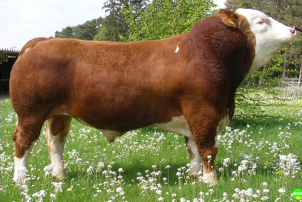 Calf disbudding service | Page 4 | The Farming Forum