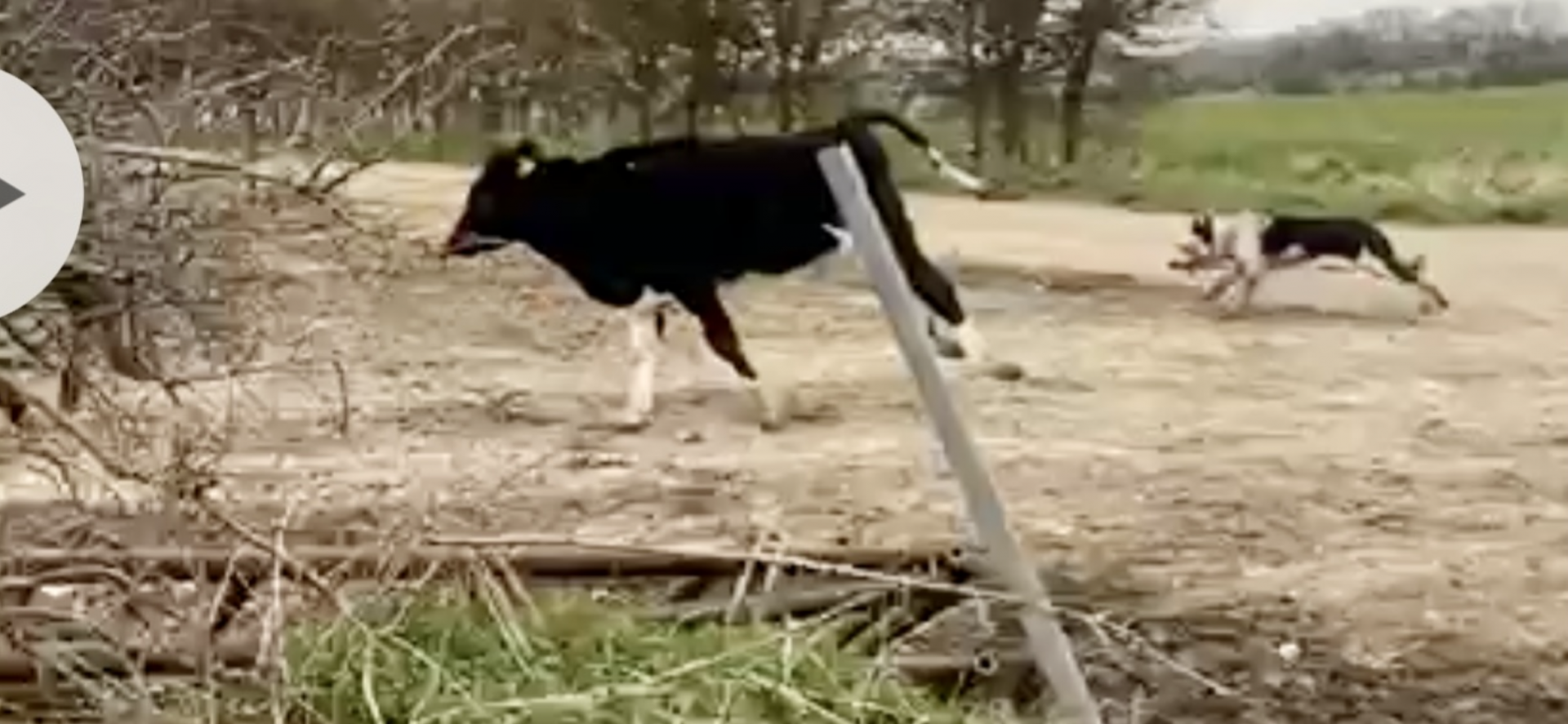 New born lamb kicked in ribs and dragged by hind limb into and around ...