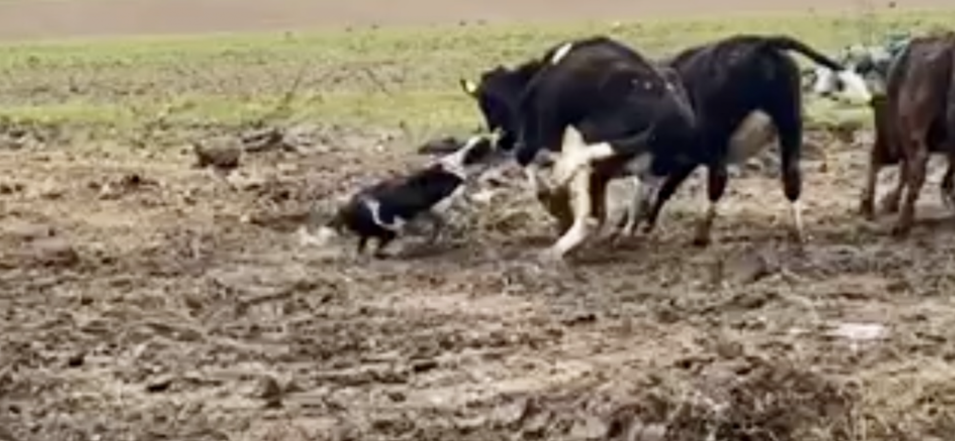 New born lamb kicked in ribs and dragged by hind limb into and around ...