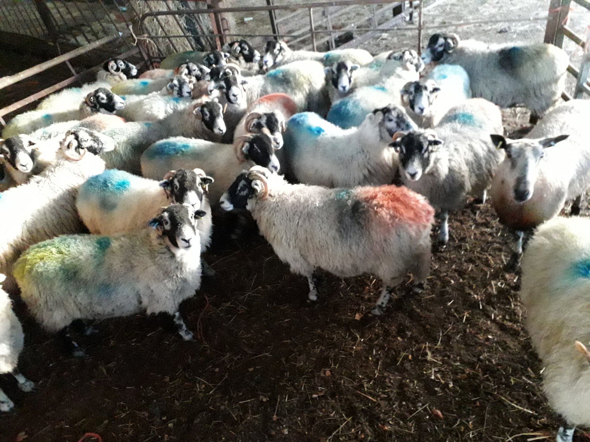 Mule gimmer lambs | Page 3 | The Farming Forum