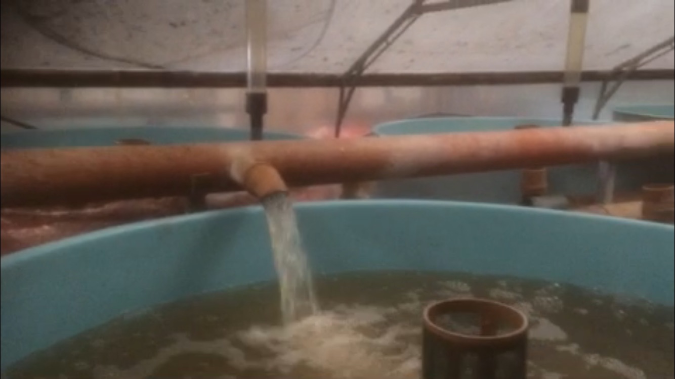 Fish rearing up setup | The Farming Forum