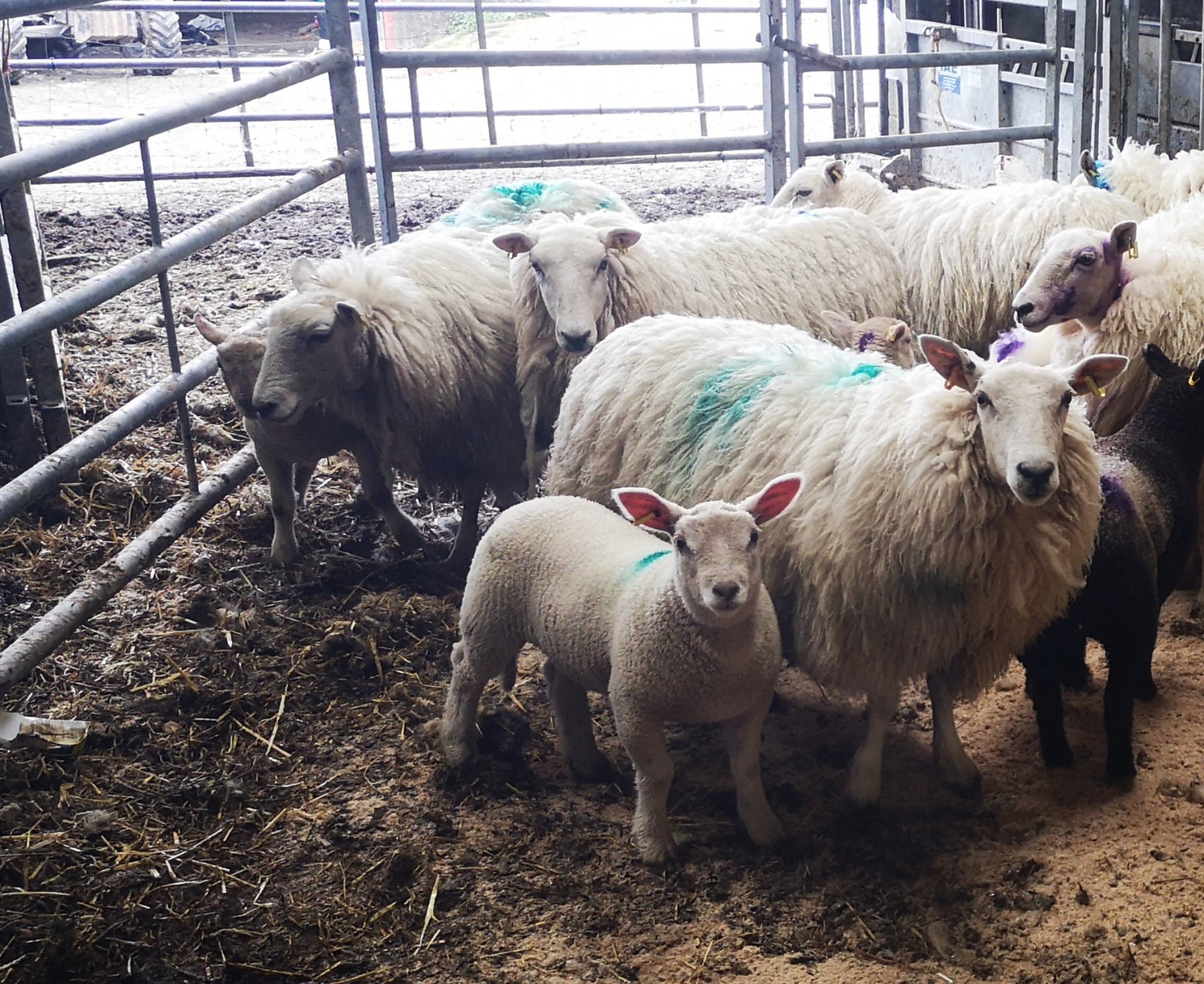 Mule gimmer lambs | Page 3 | The Farming Forum