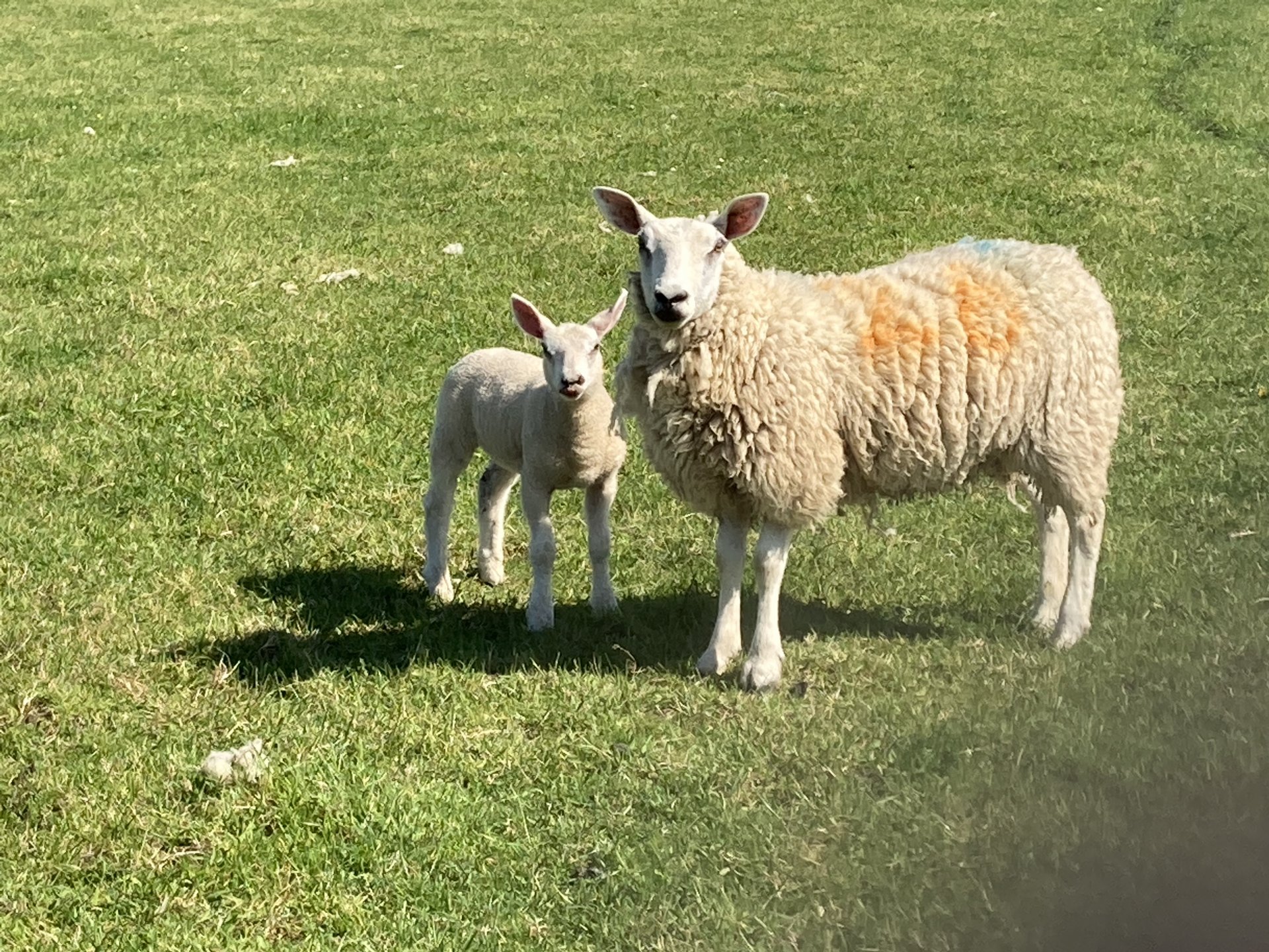 Beef / Lamb & Pig Price Tracker | Page 3452 | The Farming Forum