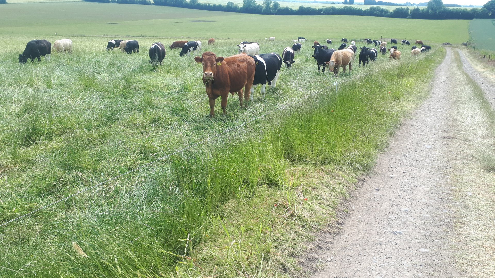 "Improving Our Lot" - Planned Holistic Grazing, for starters.. | Page 1062 | The Farming Forum