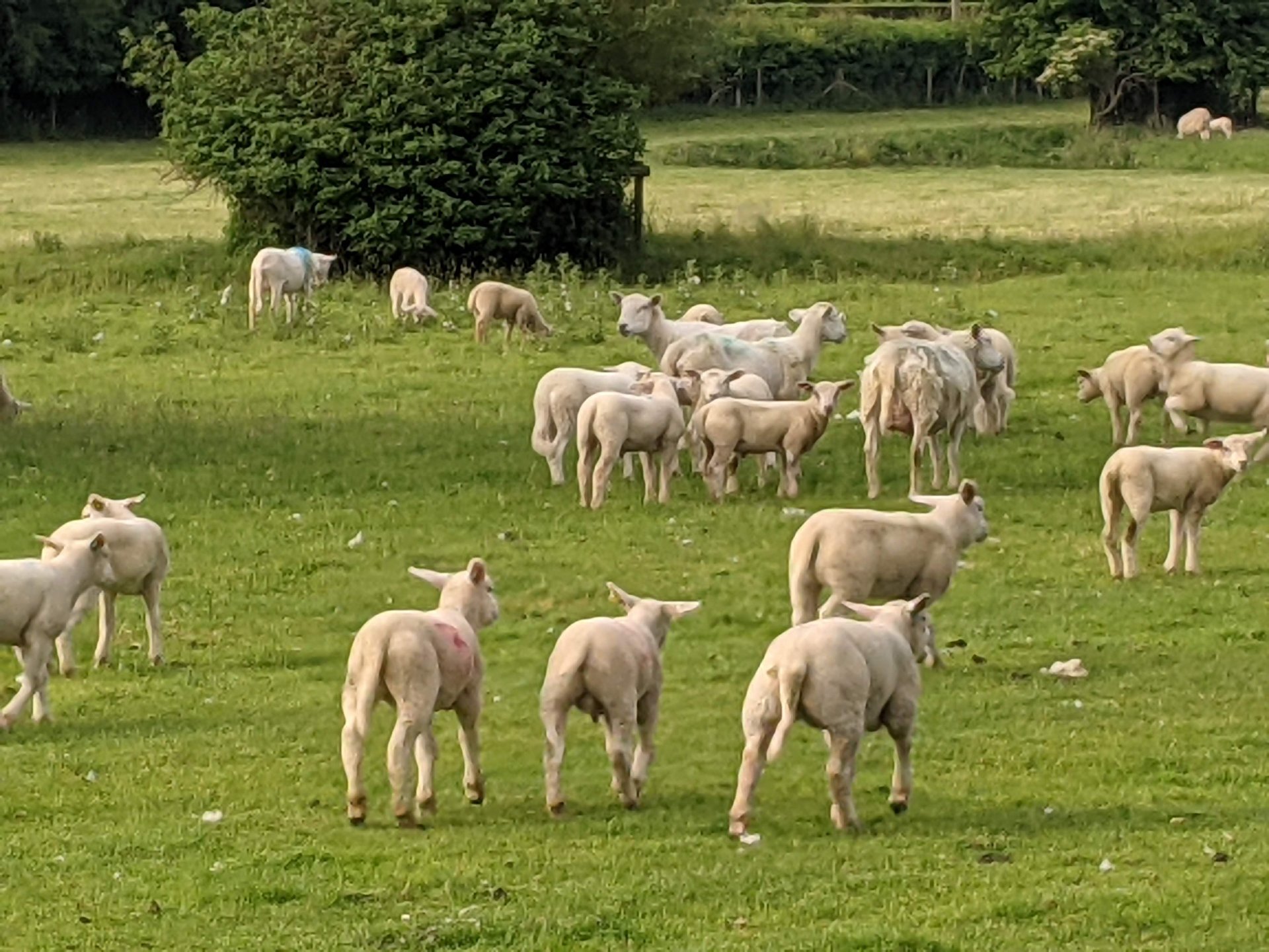 TEXEL stock tup | Page 2 | The Farming Forum