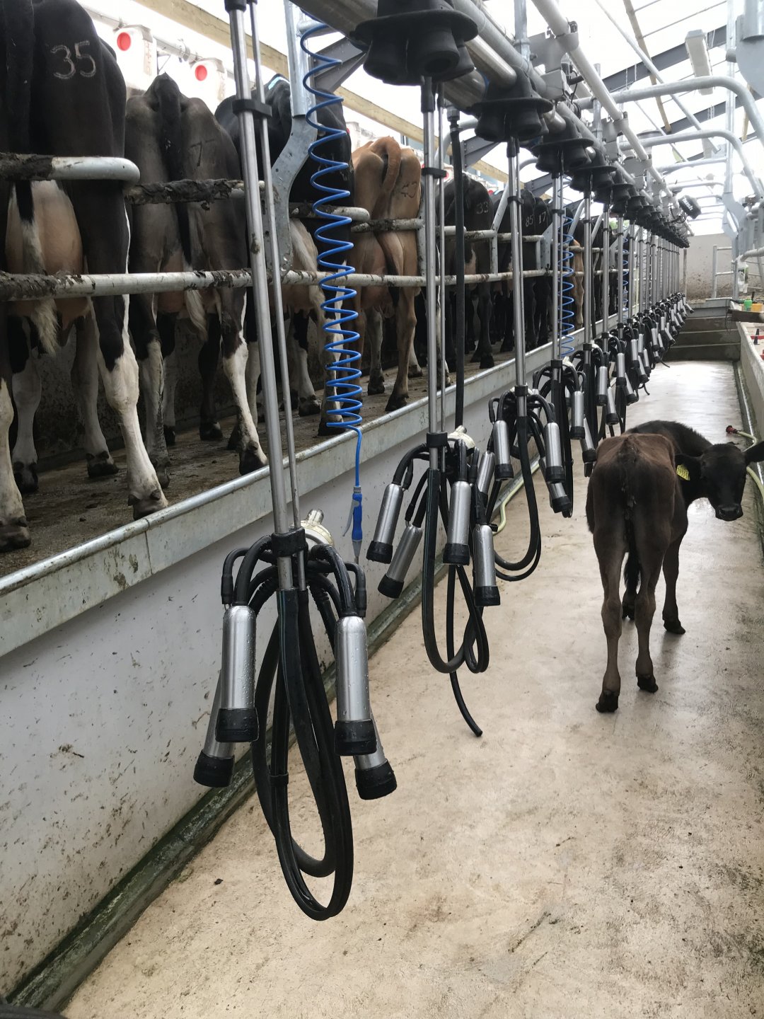 All things Dairy | Page 2077 | The Farming Forum