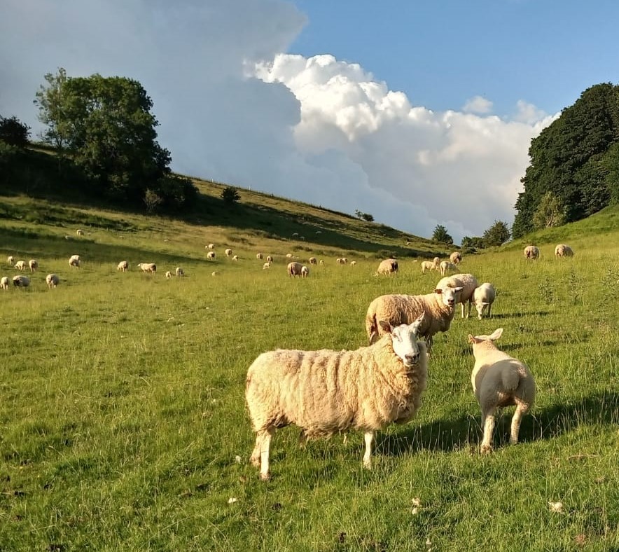 TEXEL stock tup | Page 2 | The Farming Forum