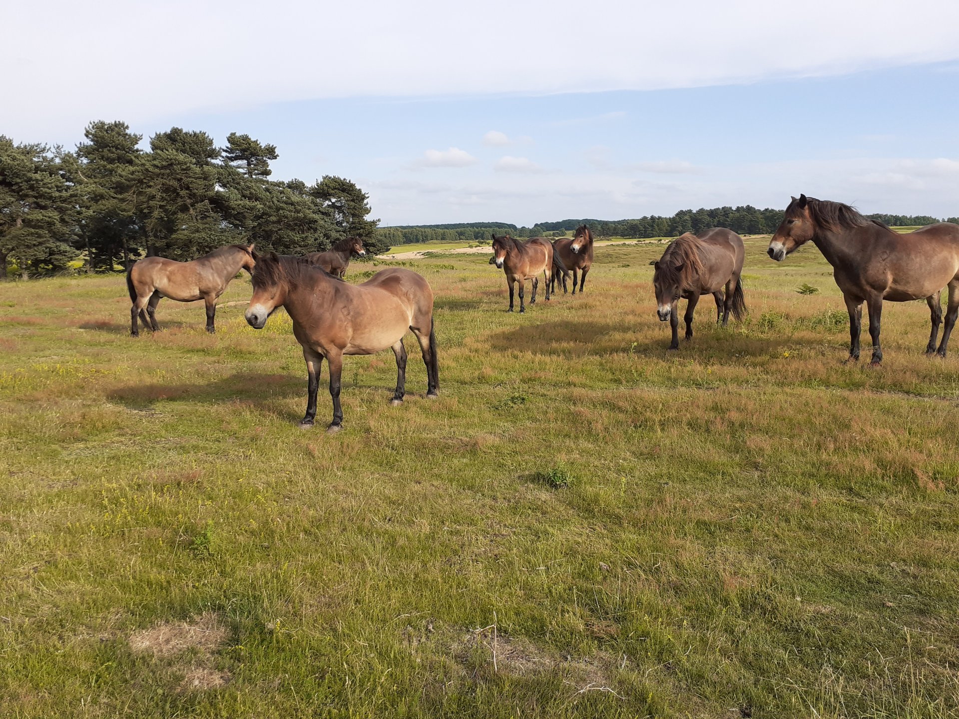 Native breeds photographs | Page 99 | The Farming Forum