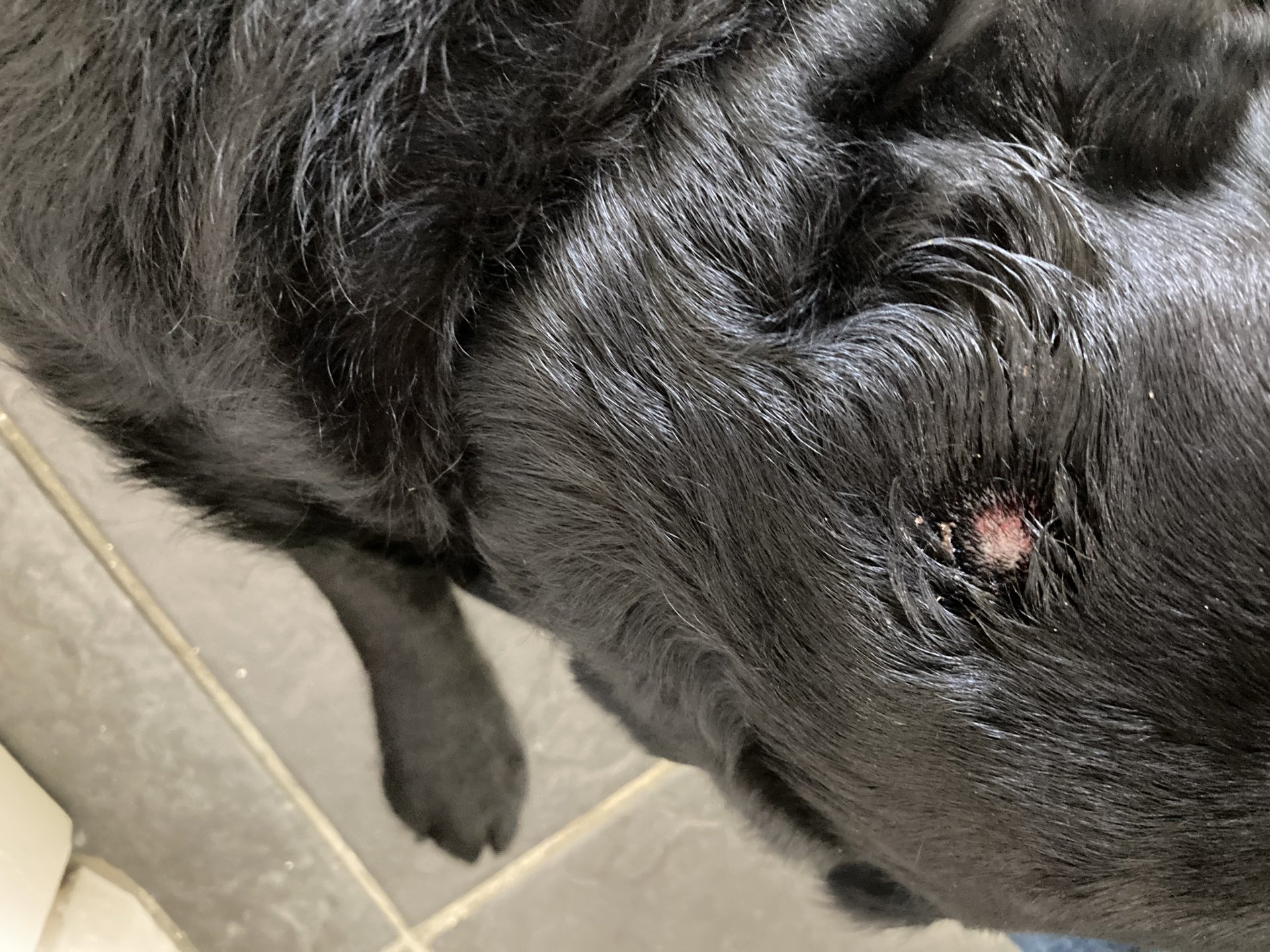 Wound On Dogs Head The Farming Forum wound-on-dogs-head-the-farming-forum