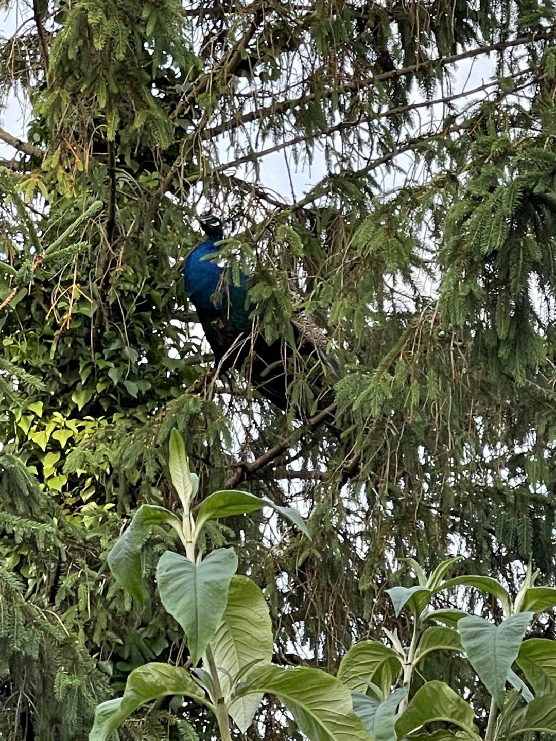 Crow invasion | The Farming Forum